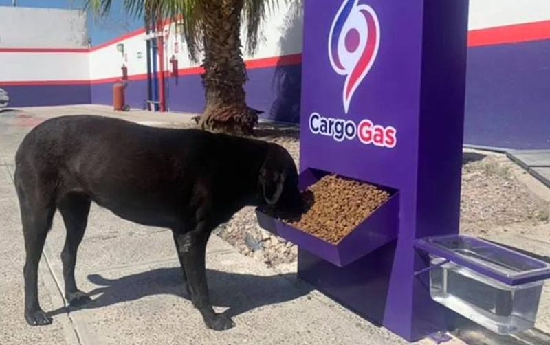 Gasolinera mexicana se gana aplausos por instalar comederos para perros